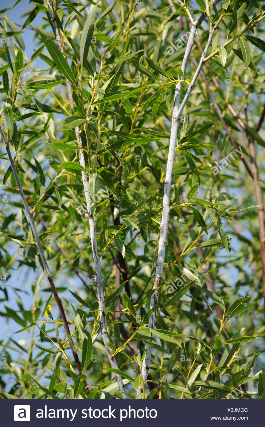 Salix Daphnoides High Resolution Stock Photography and Images - Alamy