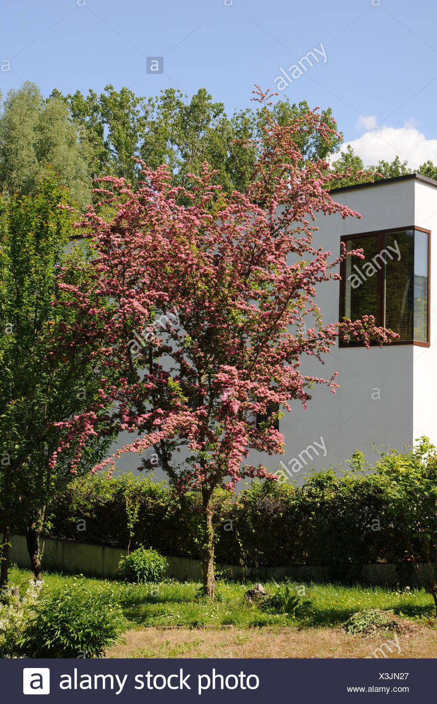 Flowering Hawthorn Tree Stock Photos & Flowering Hawthorn Tree Stock ...