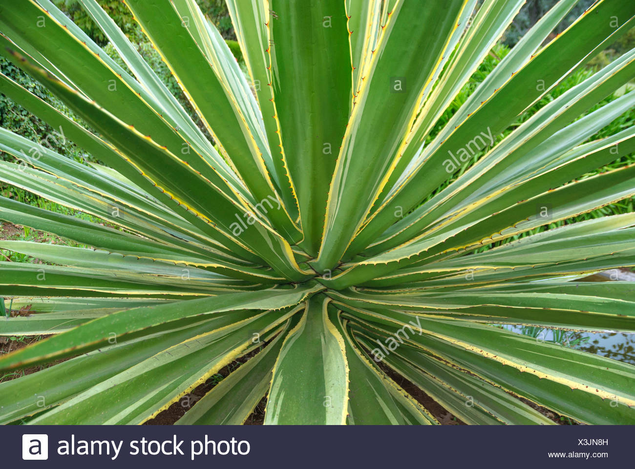 Maguey Plants High Resolution Stock Photography and Images - Alamy