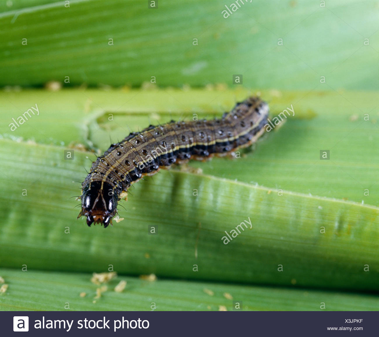 Armyworm Stock Photos & Armyworm Stock Images - Alamy