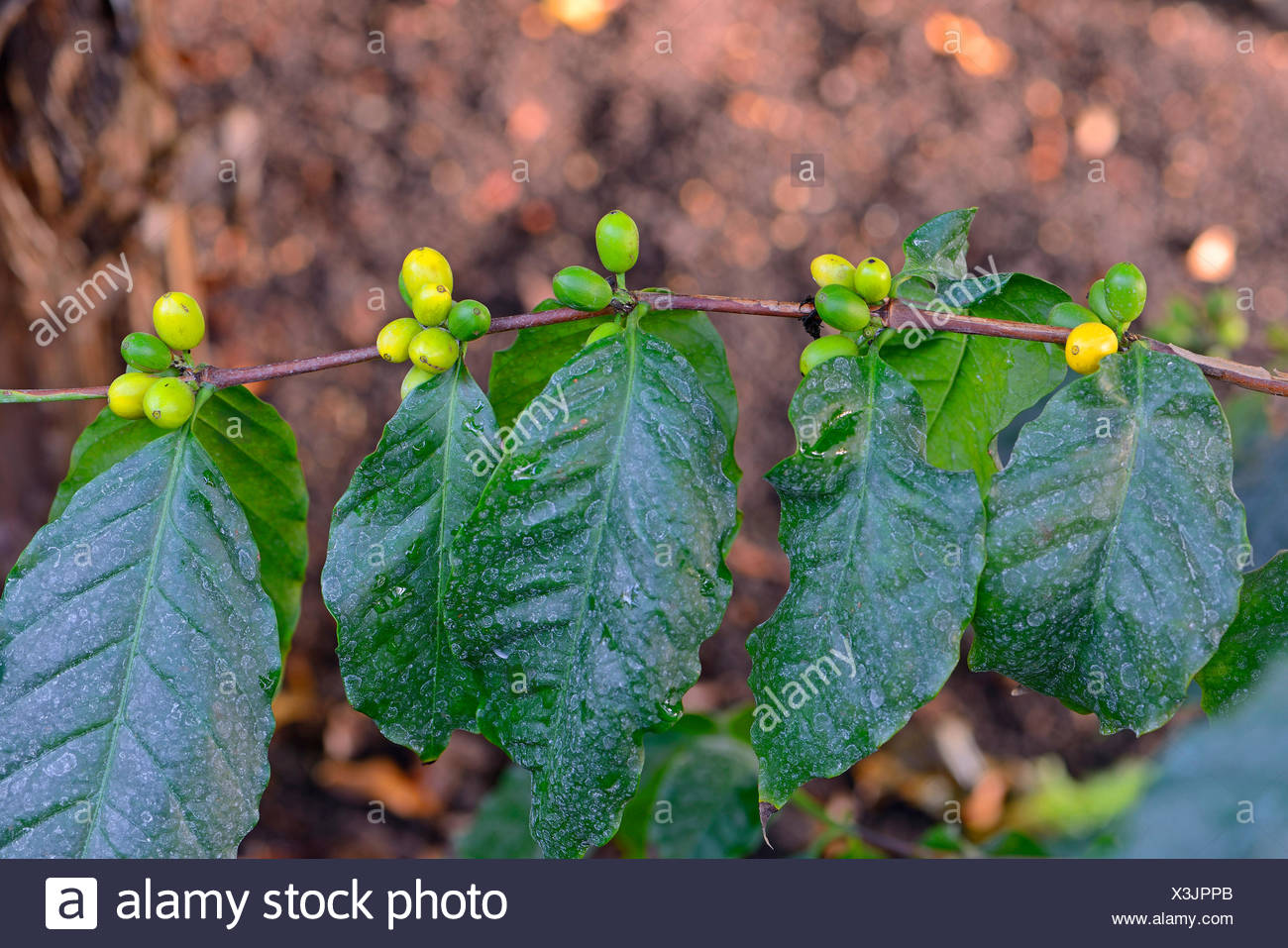 Kaffeebaum Stock Photos & Kaffeebaum Stock Images - Alamy