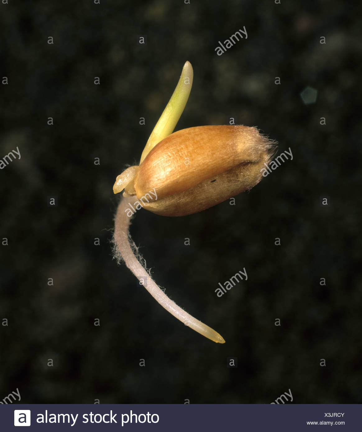 Germinating Wheat Seed Root Radicle High Resolution Stock Photography ...