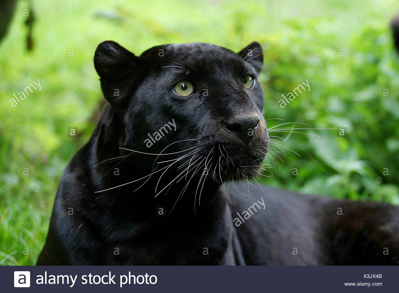 Black Panther Panthera Pardus Portrait High Resolution Stock ...