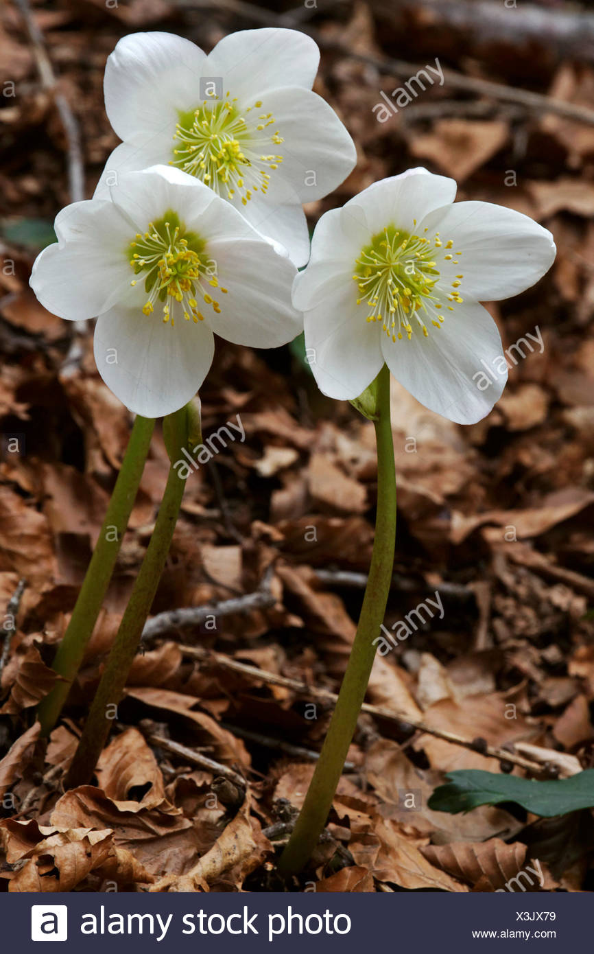 Snow Rose High Resolution Stock Photography and Images - Alamy