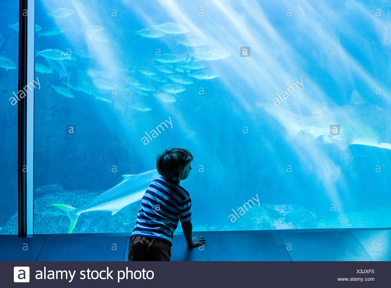 Giant Fish Tank High Resolution Stock Photography and Images - Alamy