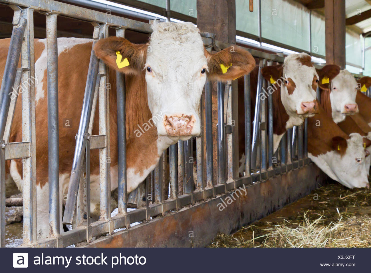 Cowshed Stock Photos & Cowshed Stock Images - Alamy