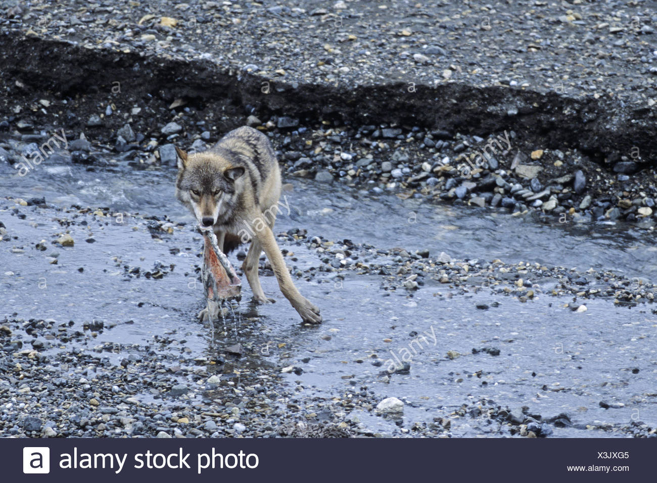 Wolf Caribou High Resolution Stock Photography and Images - Alamy