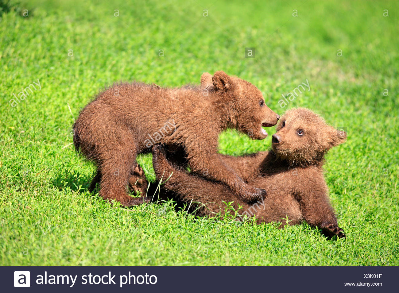 European Brown Bear Cubs High Resolution Stock Photography and Images ...