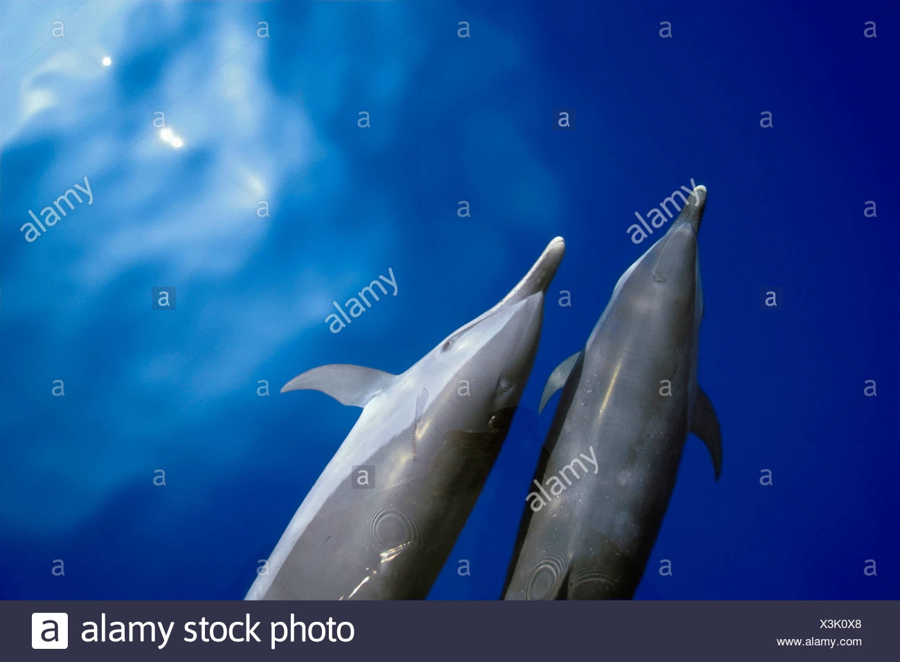 Dolphin Riding Bow Wave High Resolution Stock Photography and Images ...