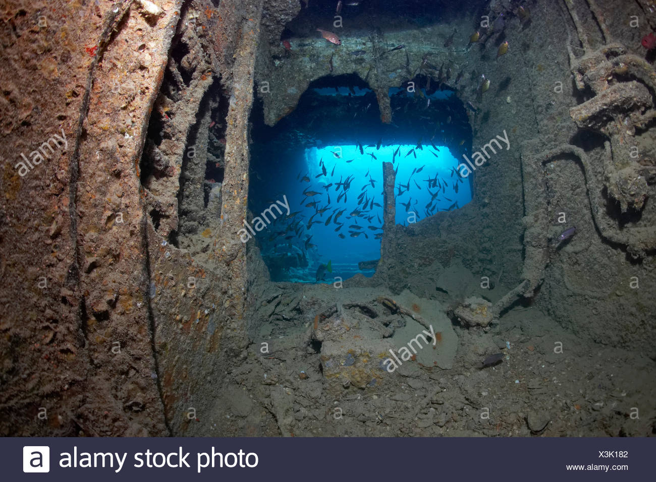 Cargo Animal High Resolution Stock Photography and Images - Alamy