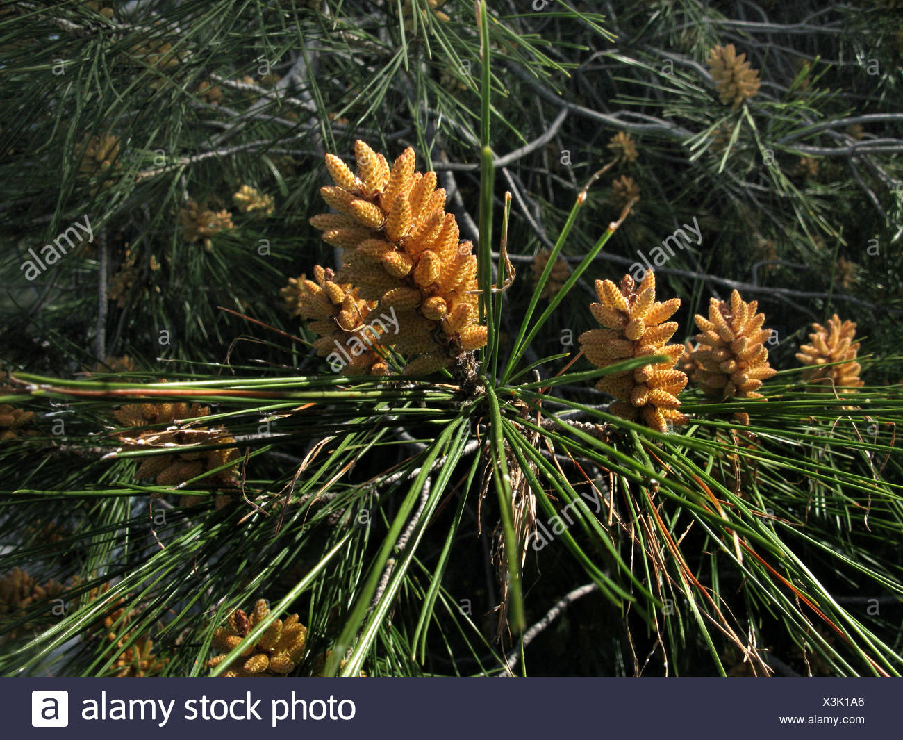 Aleppo Pine High Resolution Stock Photography and Images - Alamy