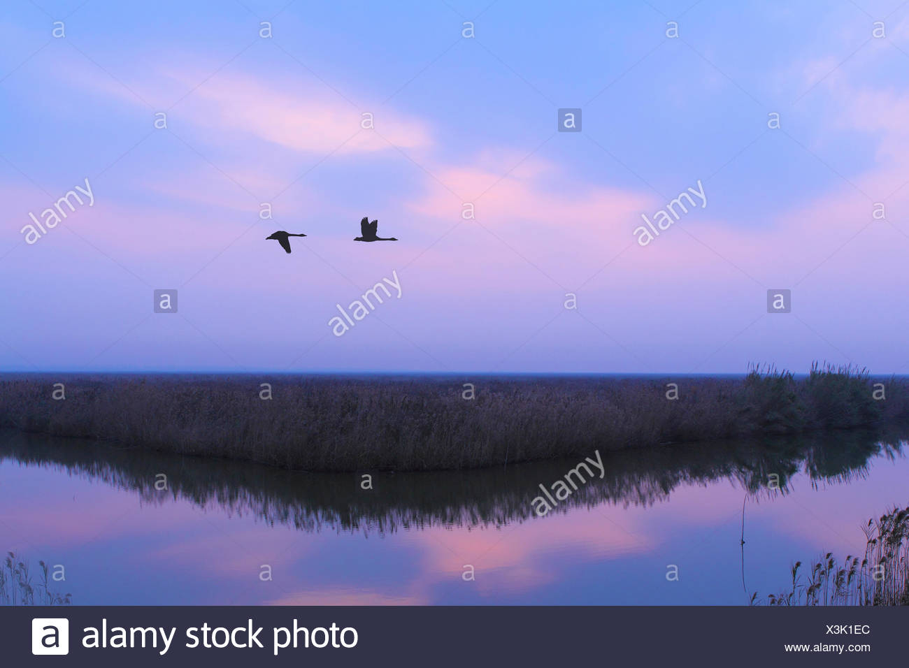 Chongming High Resolution Stock Photography and Images - Alamy
