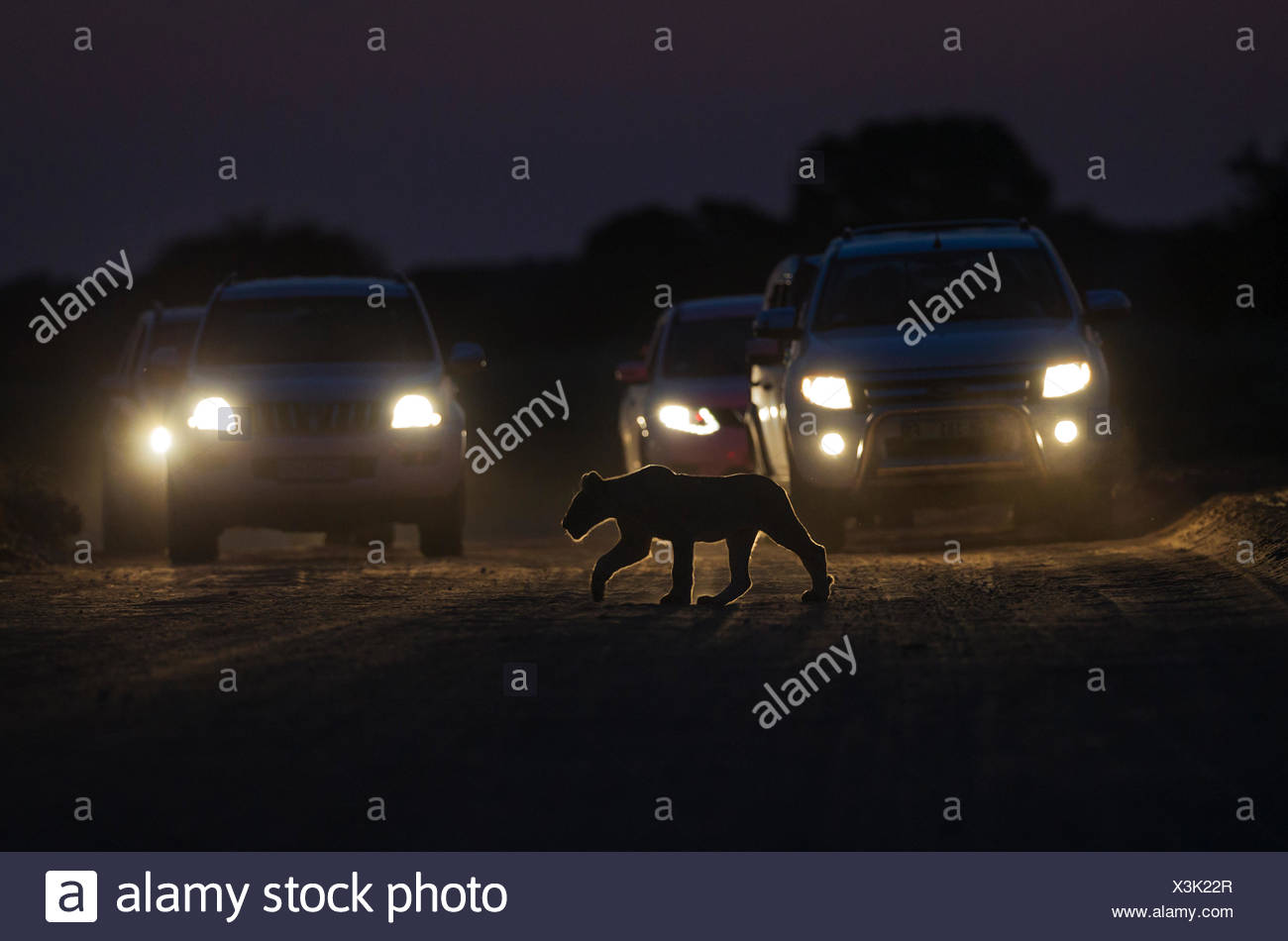 Lion Crossing The Road High Resolution Stock Photography and Images - Alamy