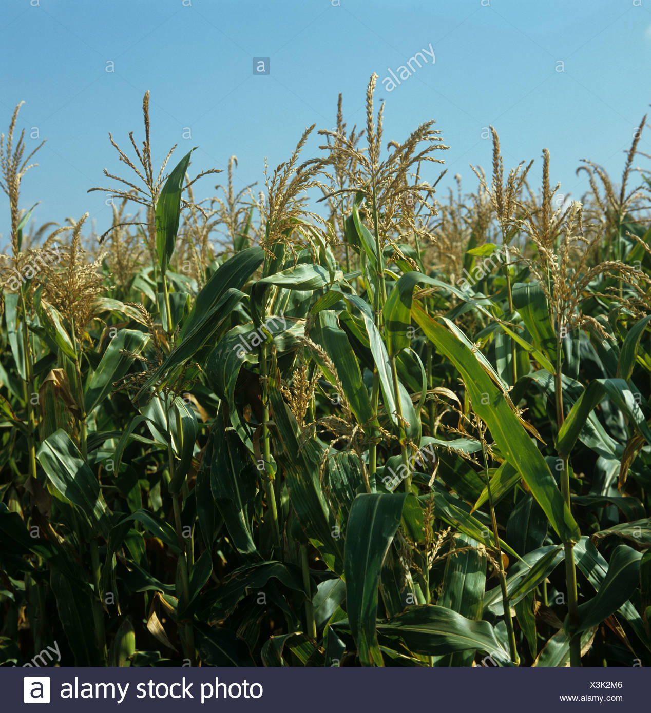 Corn Tassels High Resolution Stock Photography and Images - Alamy