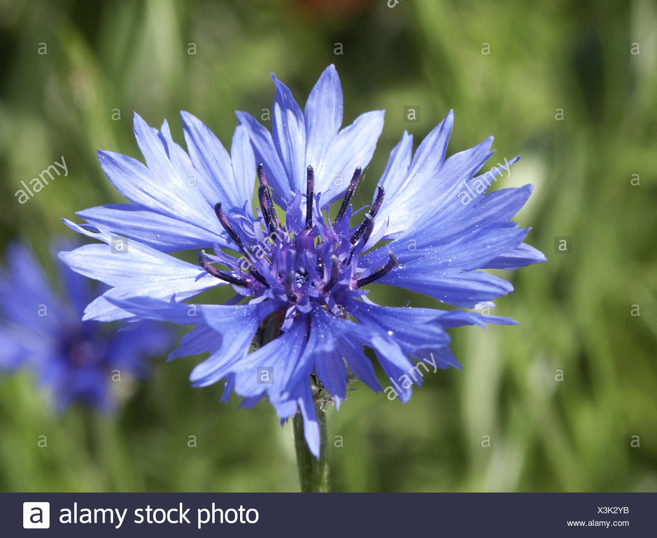 Cornflower Colours High Resolution Stock Photography and Images - Alamy