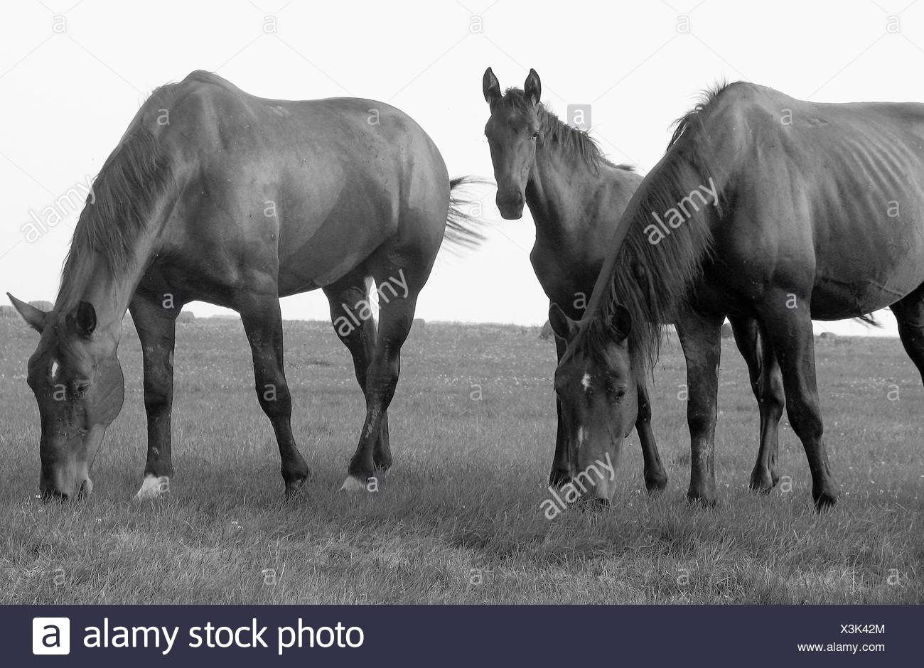 Nonius Horse High Resolution Stock Photography and Images - Alamy