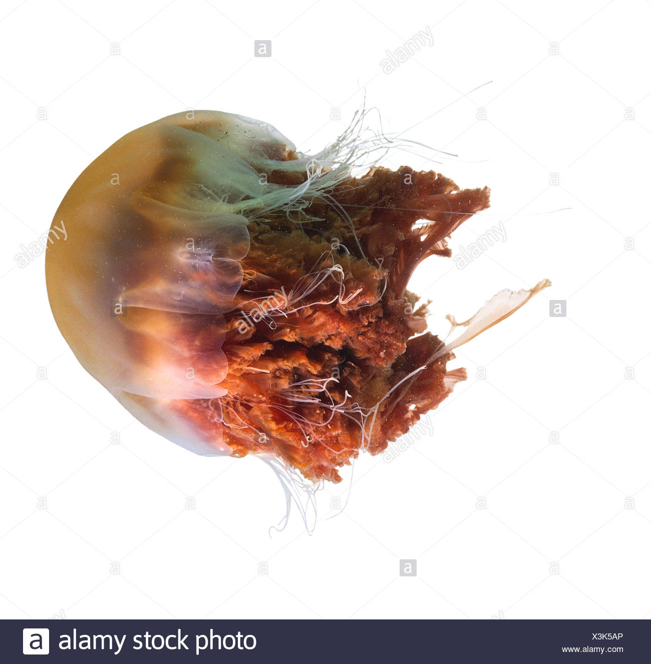 Stinging Cells High Resolution Stock Photography and Images - Alamy