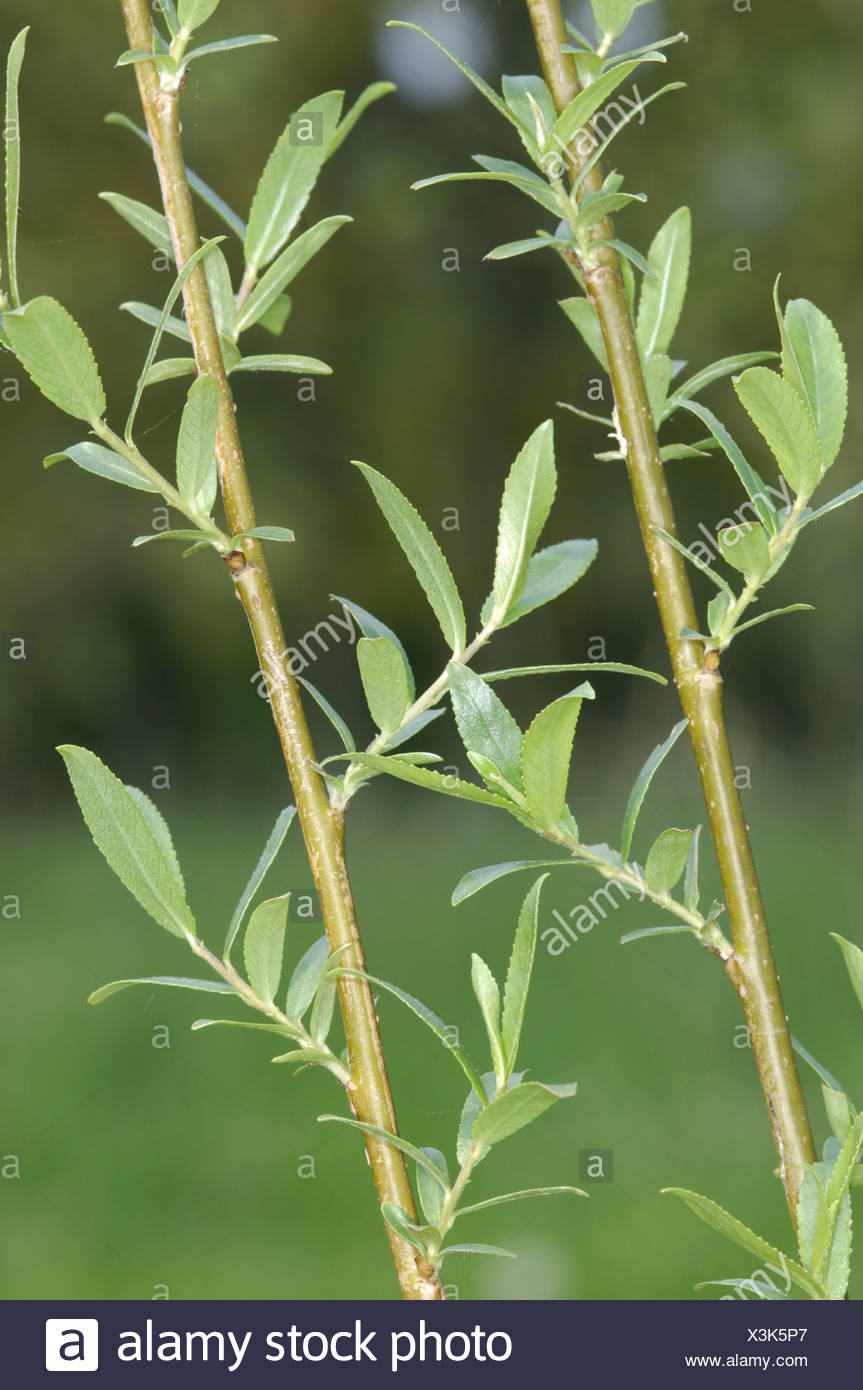 Salix Triandra High Resolution Stock Photography and Images - Alamy