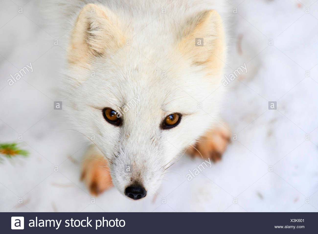 Arctic Fox Head In Snow High Resolution Stock Photography and Images ...