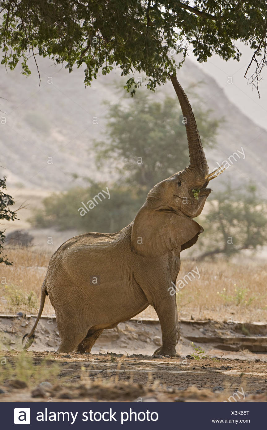 Desert Elephant Stock Photos & Desert Elephant Stock Images - Alamy