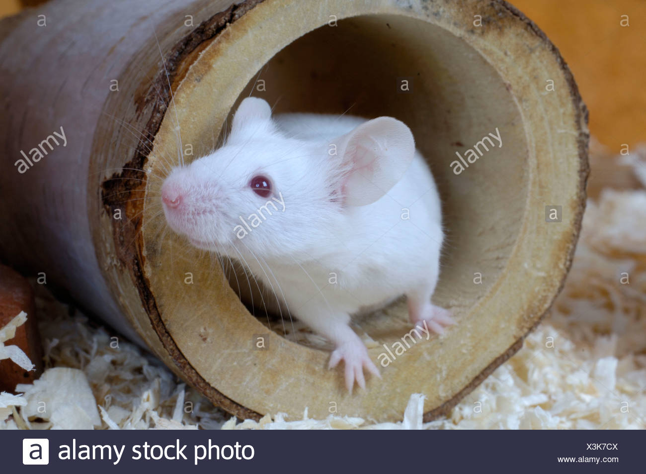 Laboratory Mice High Resolution Stock Photography and Images - Alamy