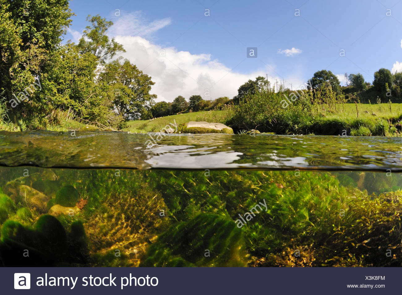 River Plants Uk Underwater High Resolution Stock Photography and Images ...