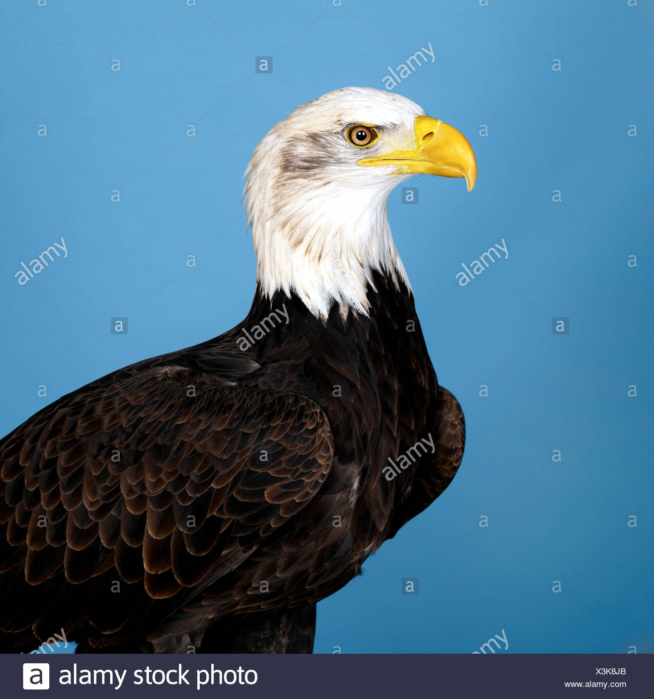 Eagle Portrait Stock Photos & Eagle Portrait Stock Images - Alamy