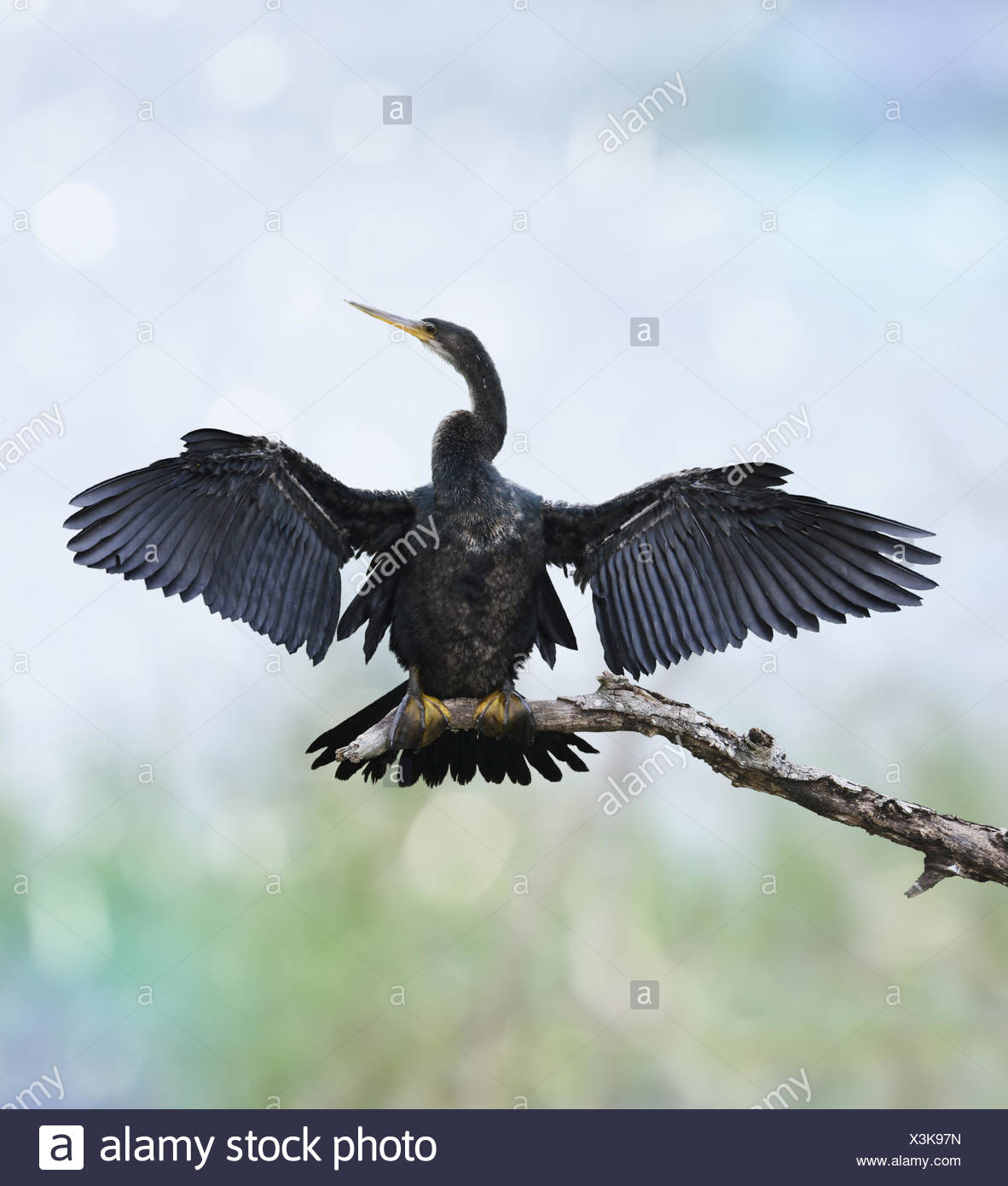 Anhinga Bird High Resolution Stock Photography and Images - Alamy