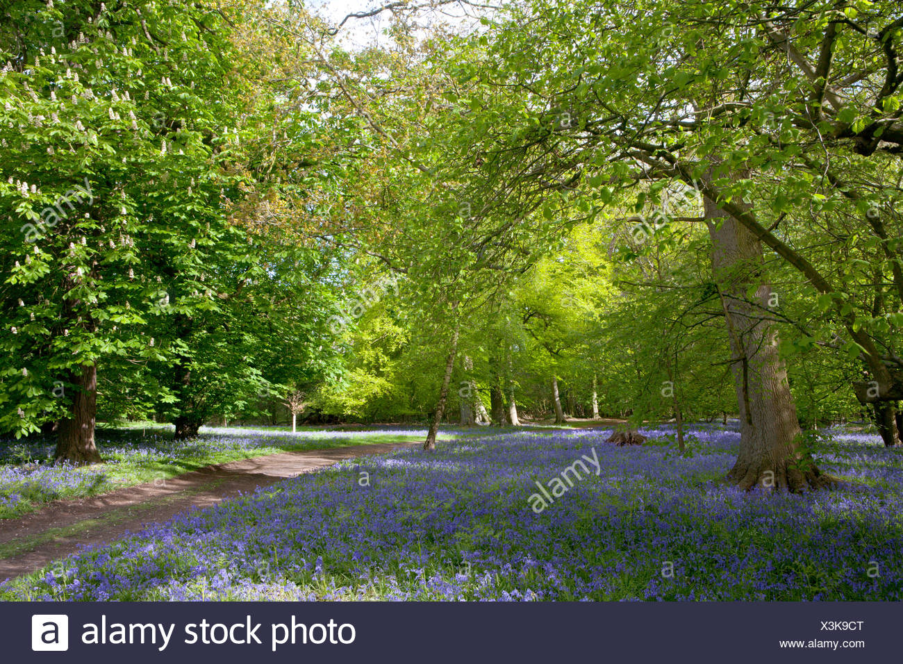 Fields Of Bluebells Stock Photos & Fields Of Bluebells Stock Images - Alamy