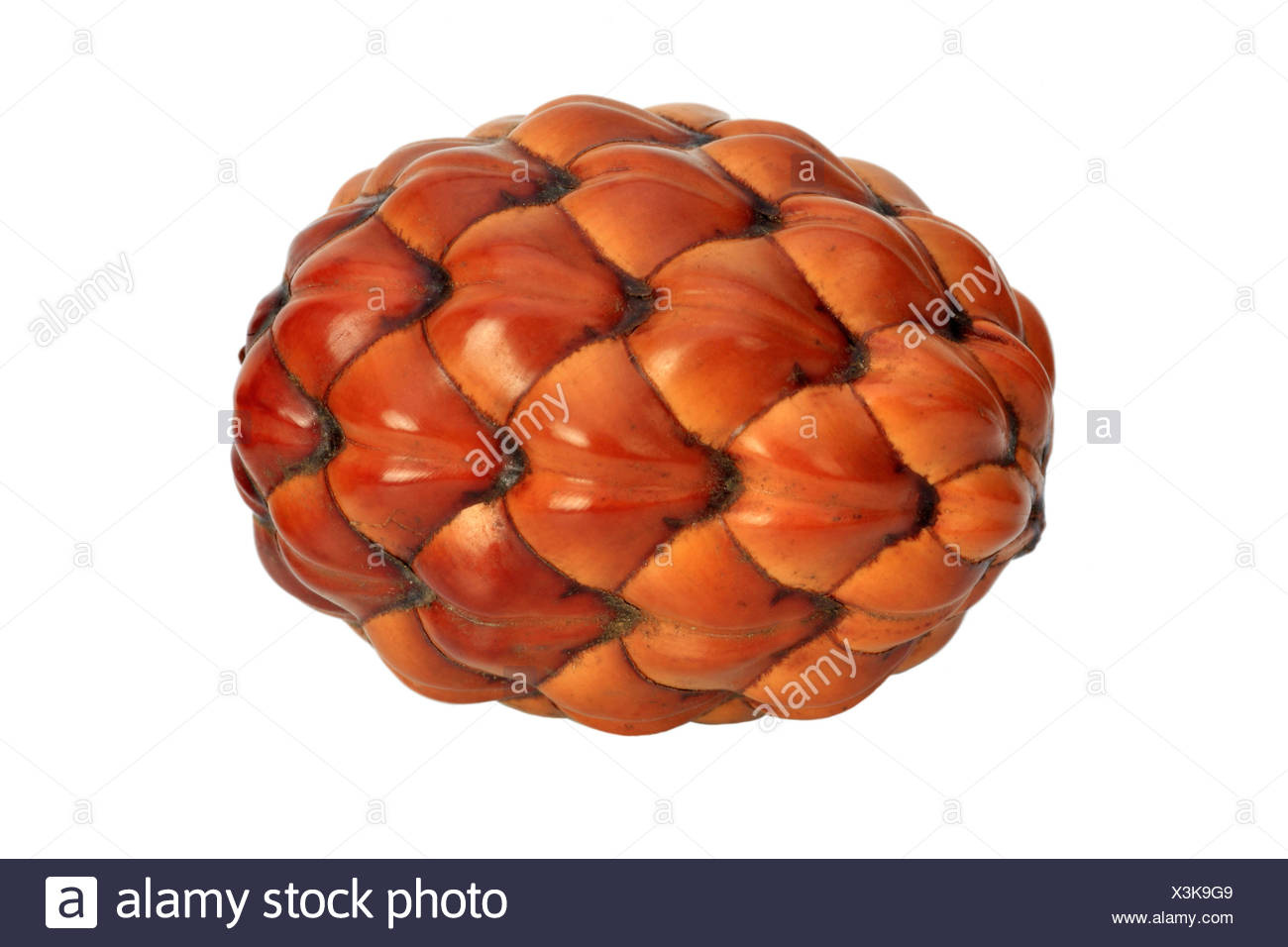 Farinifera High Resolution Stock Photography and Images - Alamy