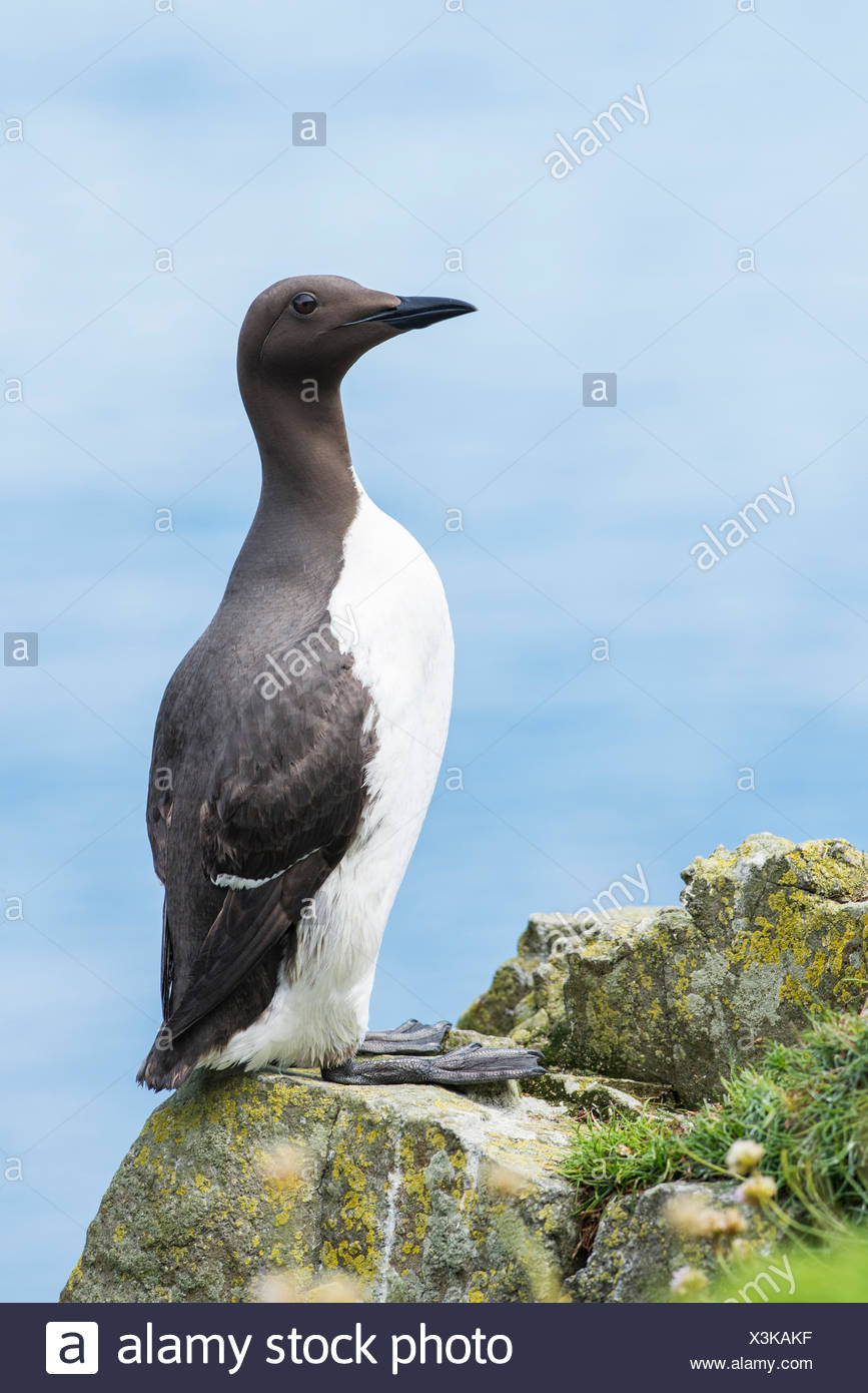 Common Murre On Water High Resolution Stock Photography and Images - Alamy