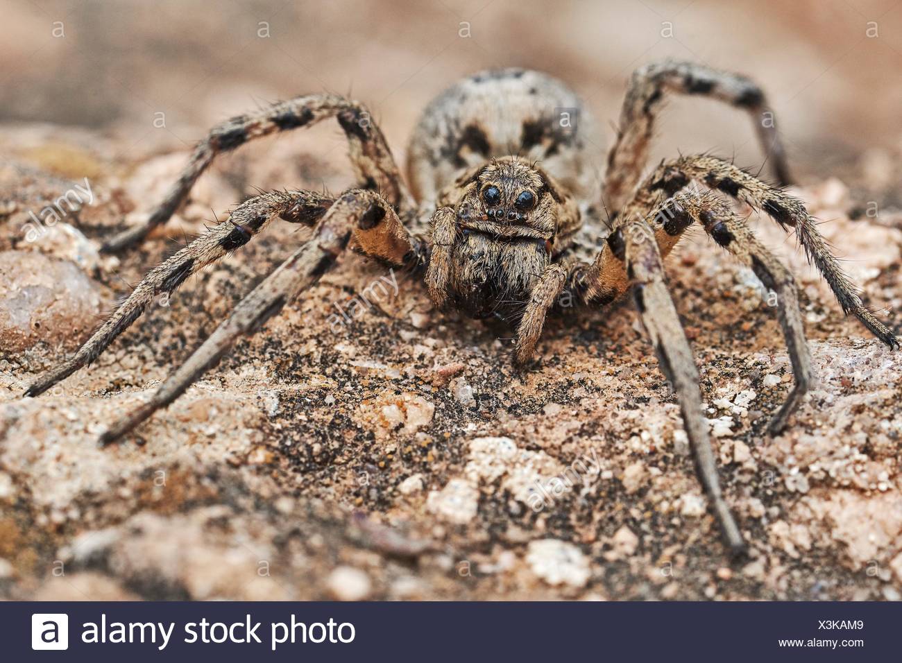 Lycosa High Resolution Stock Photography and Images - Alamy