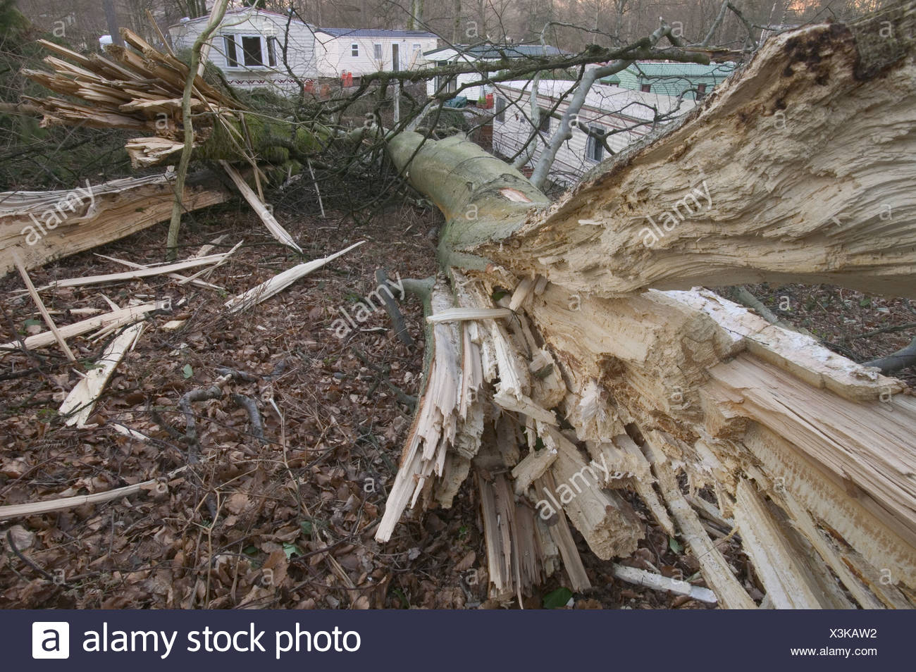 Tree Blown Over Stock Photos & Tree Blown Over Stock Images - Alamy