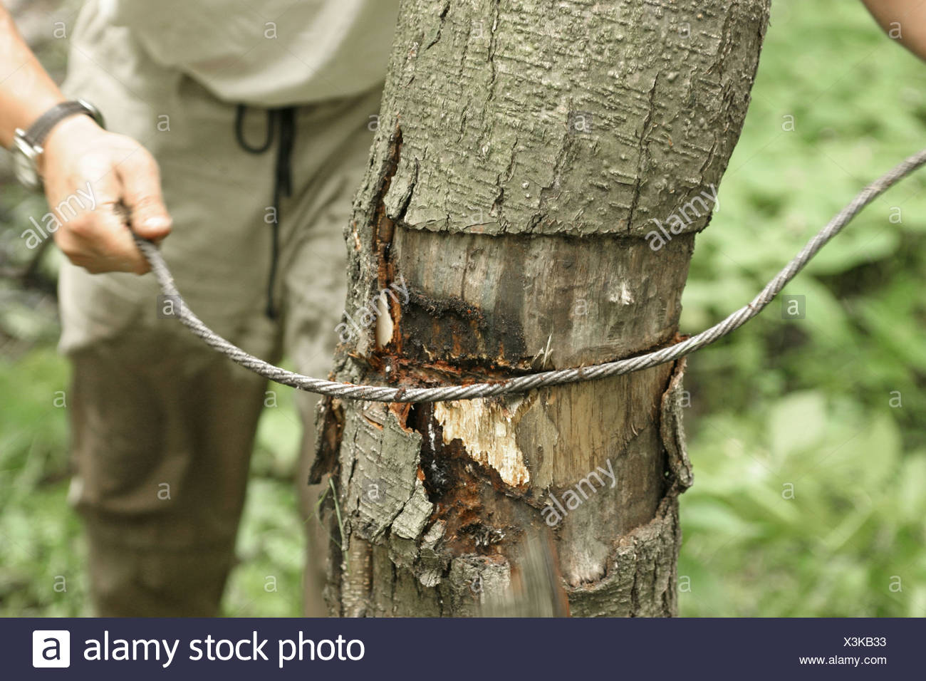 Wire Cable Around Tree Stock Photos & Wire Cable Around Tree Stock ...