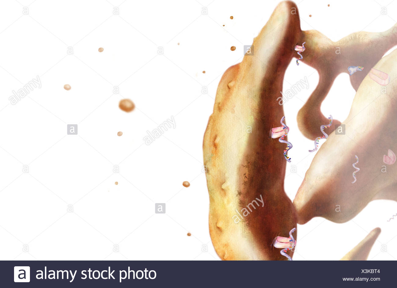 Endoplasmic Reticulum Ribosomes High Resolution Stock Photography and ...