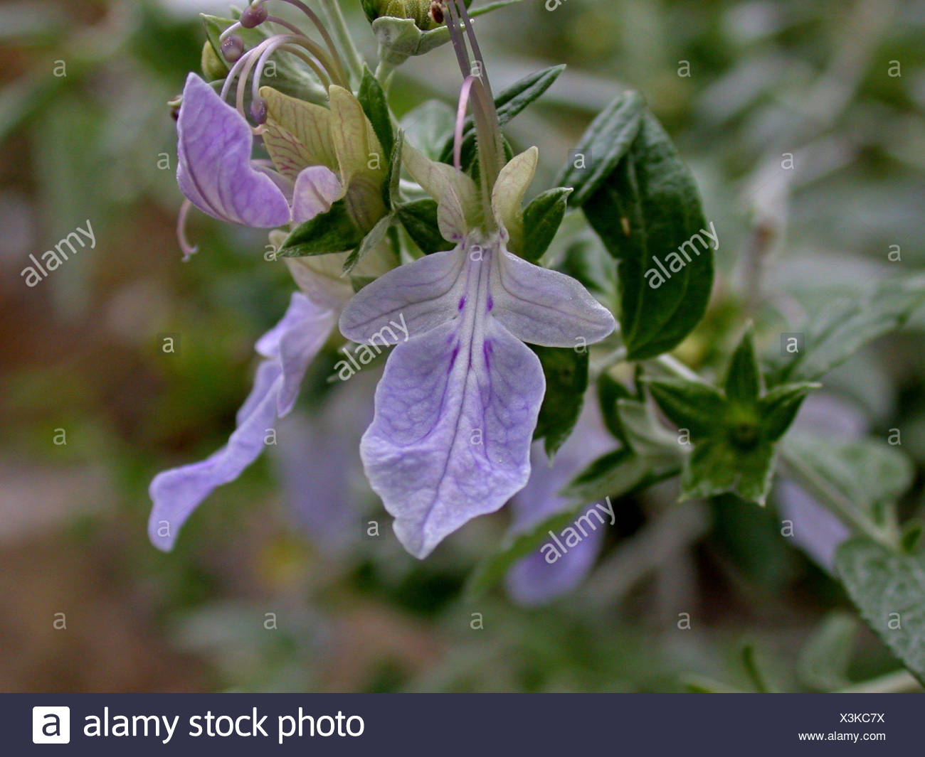 Teucrium Fruticans High Resolution Stock Photography and Images - Alamy