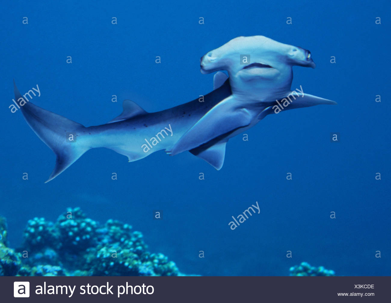 Hammerhead Shark High Resolution Stock Photography and Images - Alamy