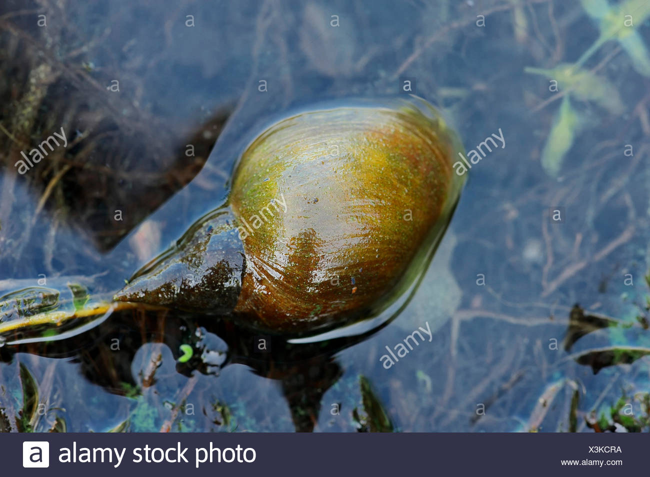 Lymnaea Stagnalis Pond High Resolution Stock Photography and Images - Alamy