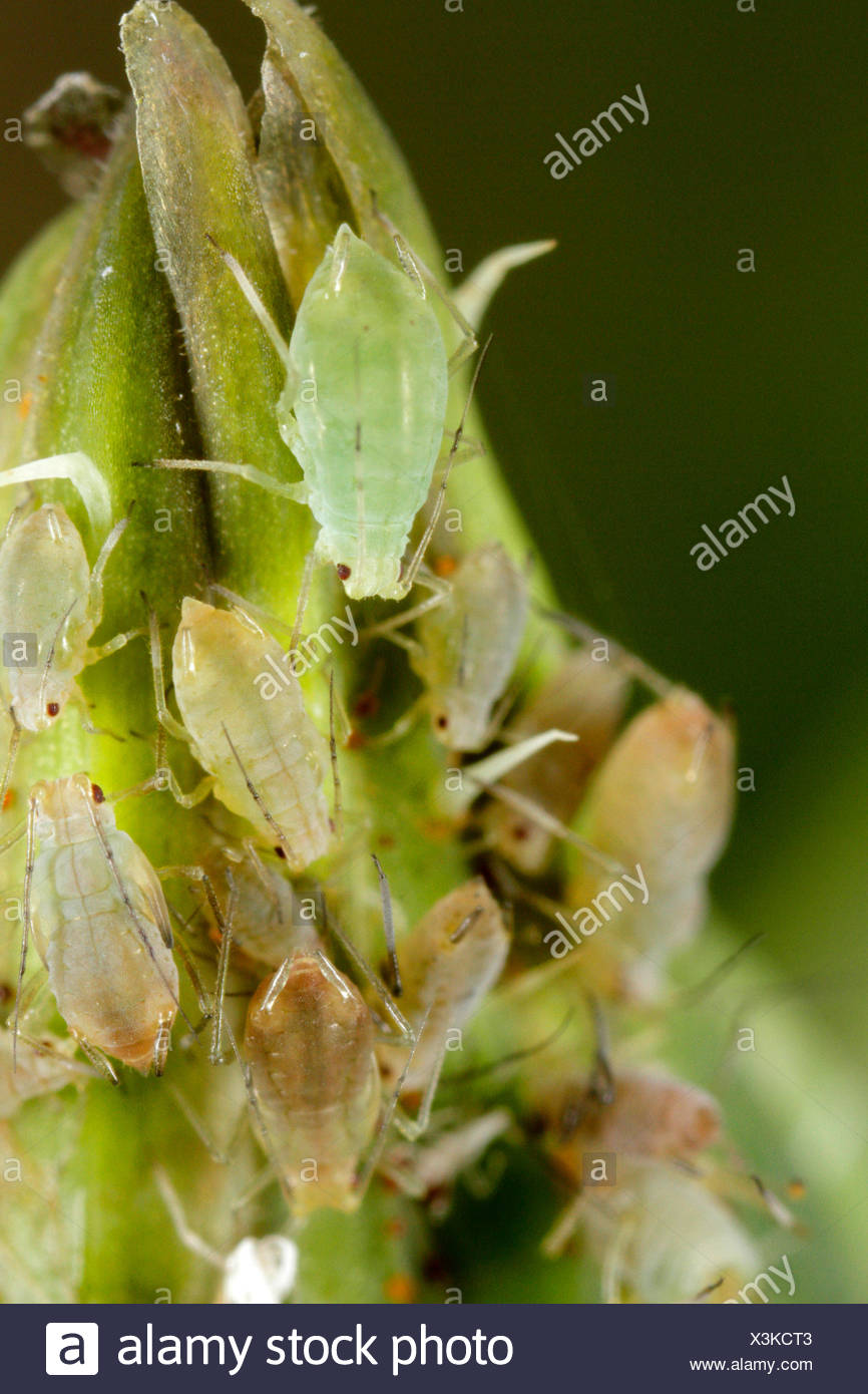 Pea Louse High Resolution Stock Photography and Images - Alamy