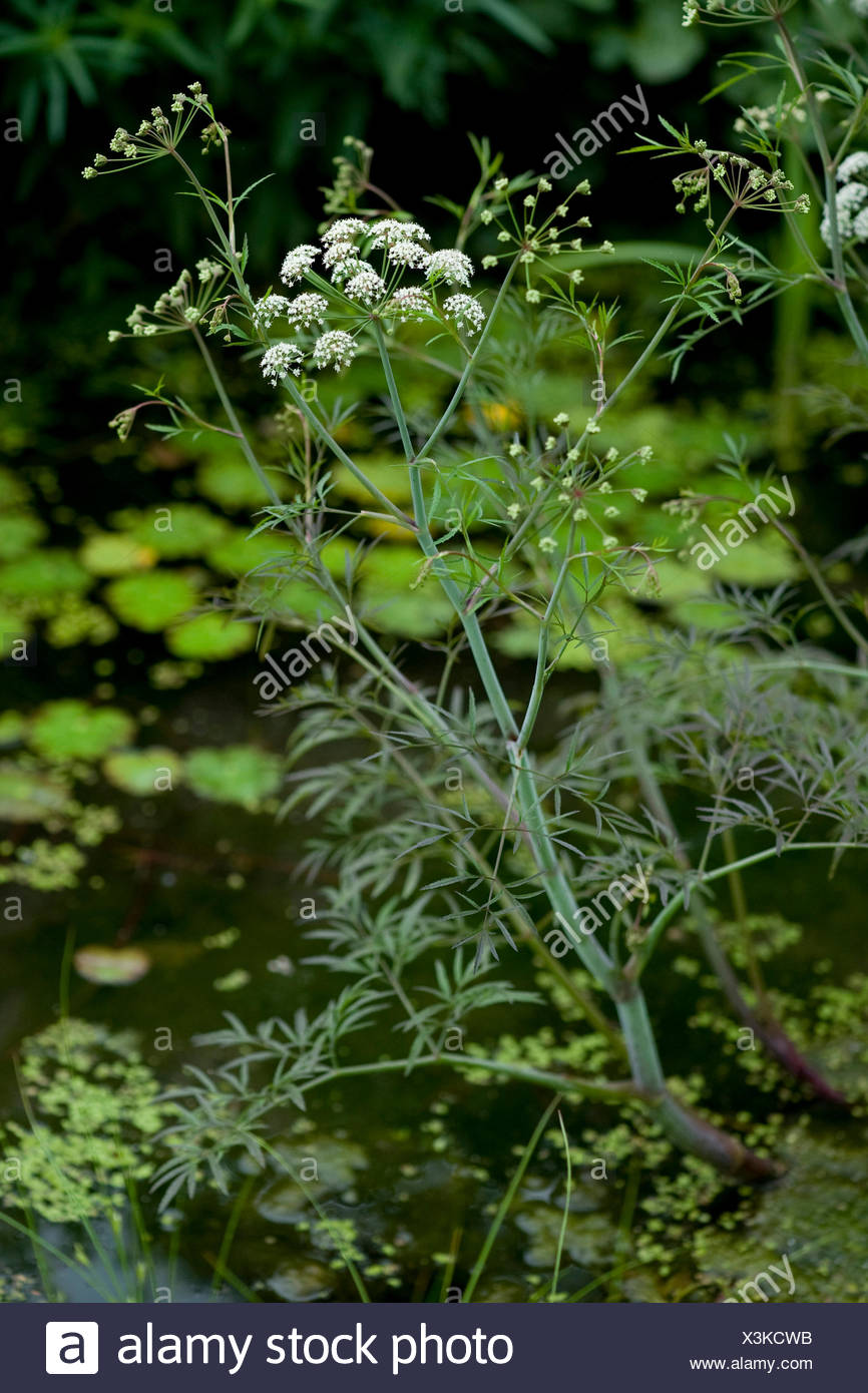 Water Hemlock Flowers High Resolution Stock Photography and Images - Alamy