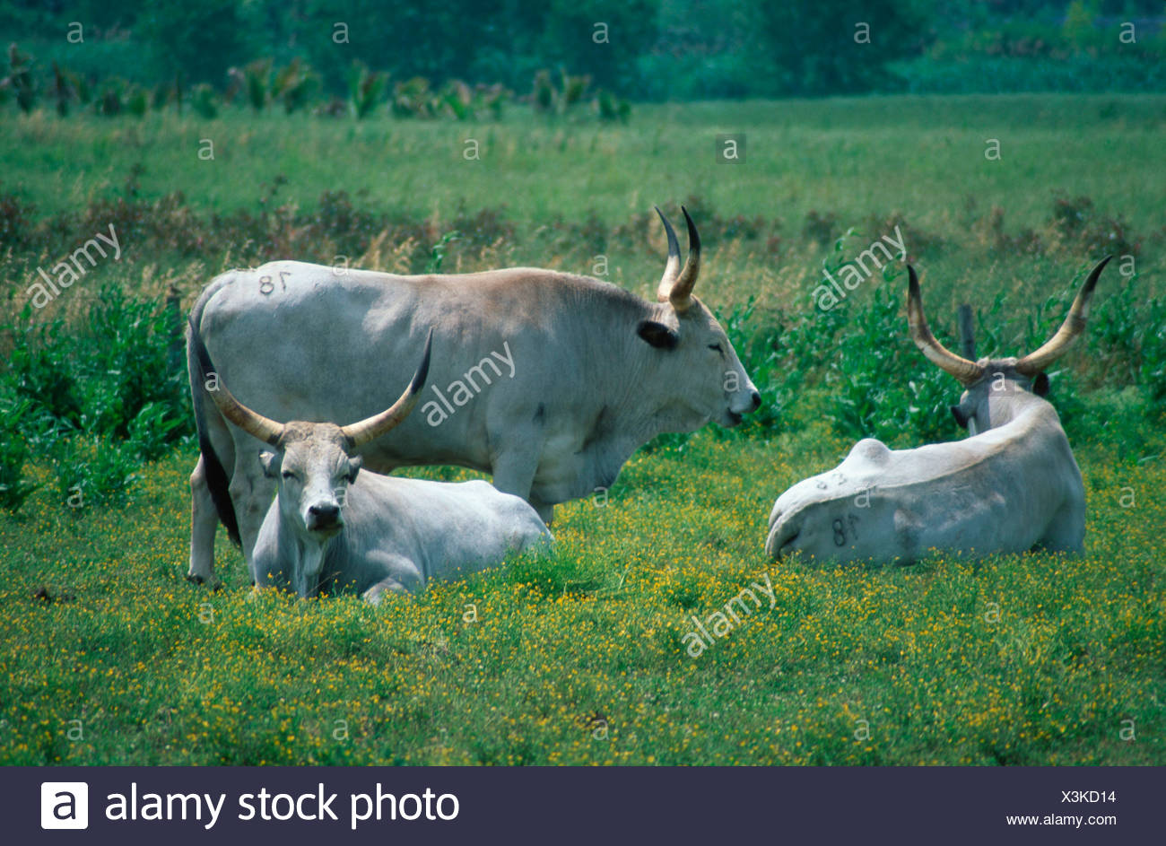 Maremma Cattle Stock Photos & Maremma Cattle Stock Images - Alamy