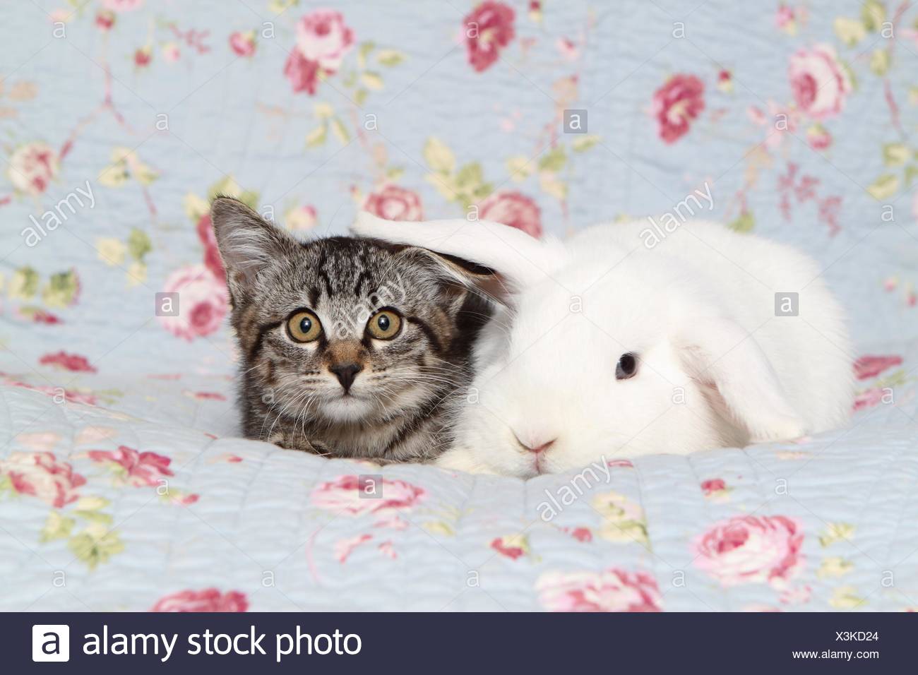 Cuddling Kittens High Resolution Stock Photography and Images - Alamy