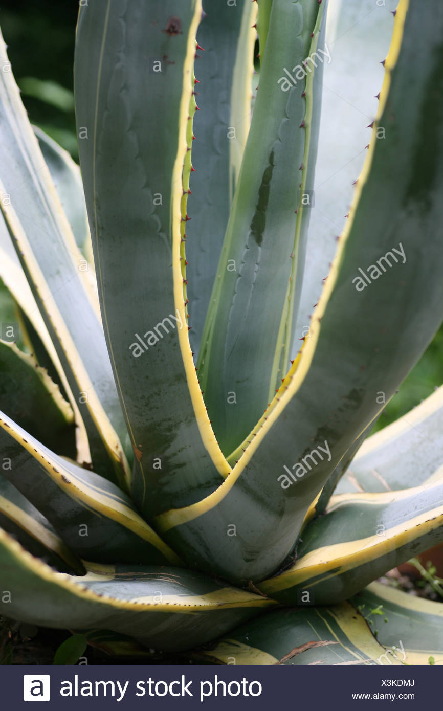 Agave Filifera Stock Photos & Agave Filifera Stock Images - Alamy