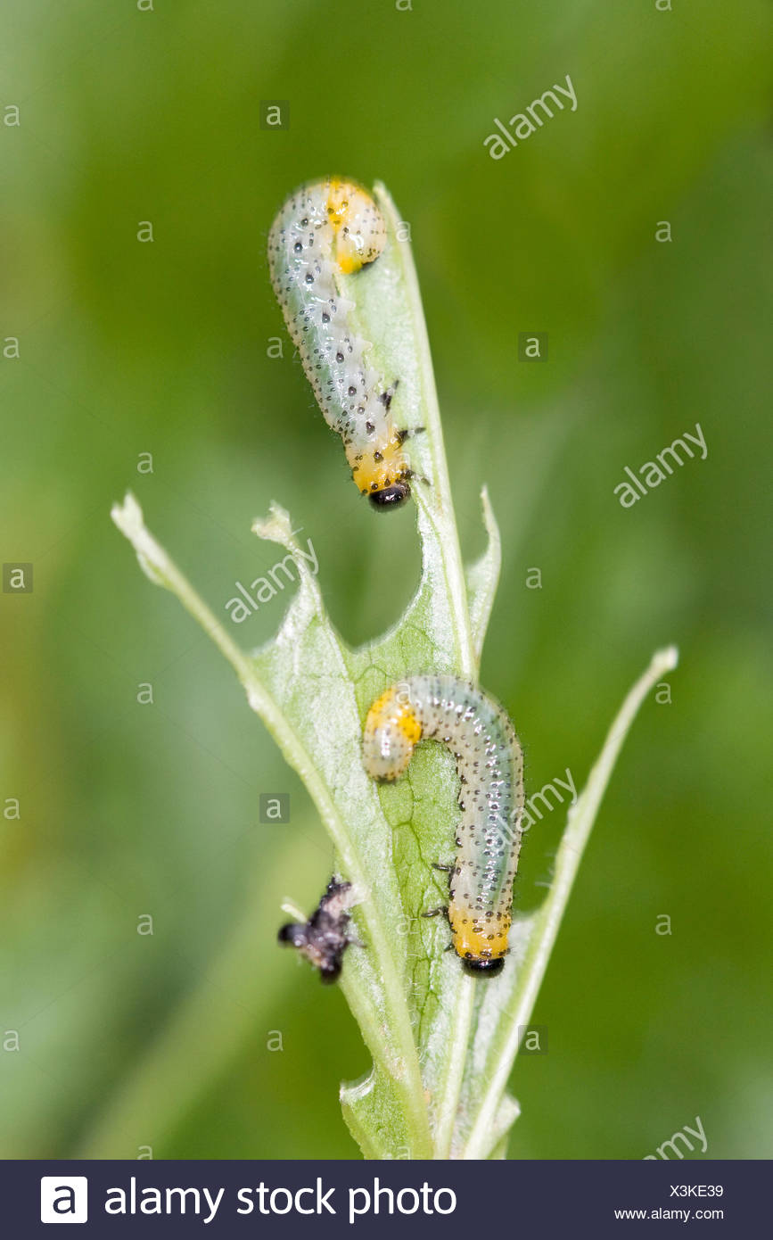 Gooseberry Sawfly Stock Photos & Gooseberry Sawfly Stock Images - Alamy