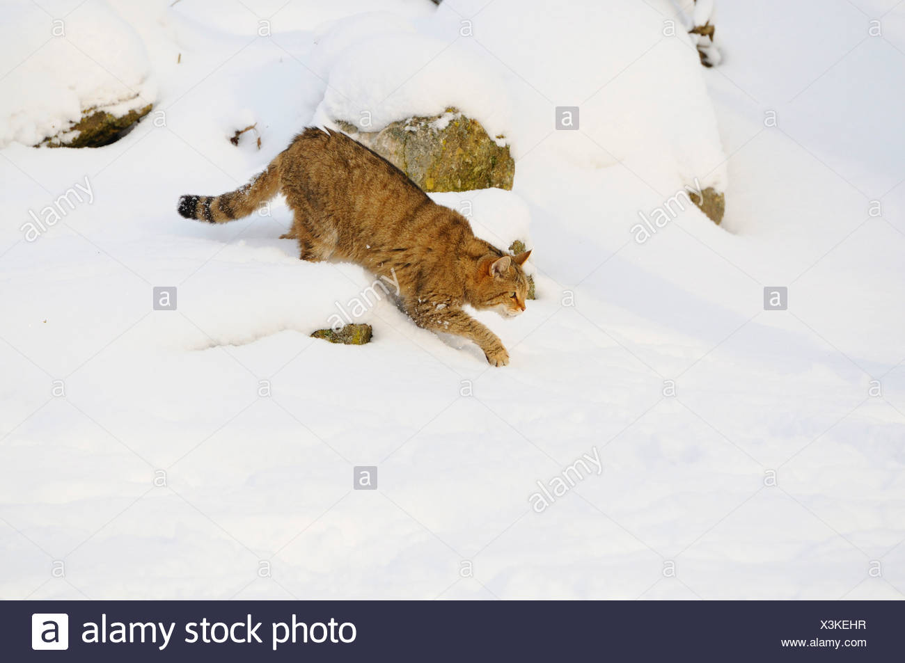 Wildcat With Prey Snow Stock Photos & Wildcat With Prey Snow Stock ...
