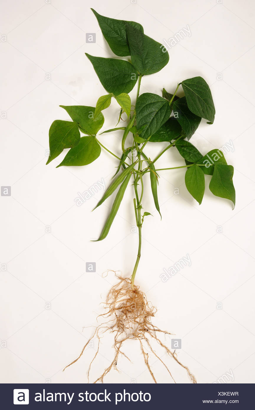 Bean Plant Roots High Resolution Stock Photography and Images - Alamy