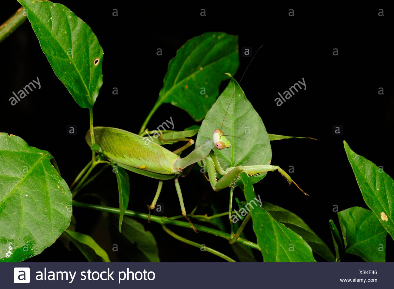 Giant Rainforest Mantis Stock Photos & Giant Rainforest Mantis Stock ...