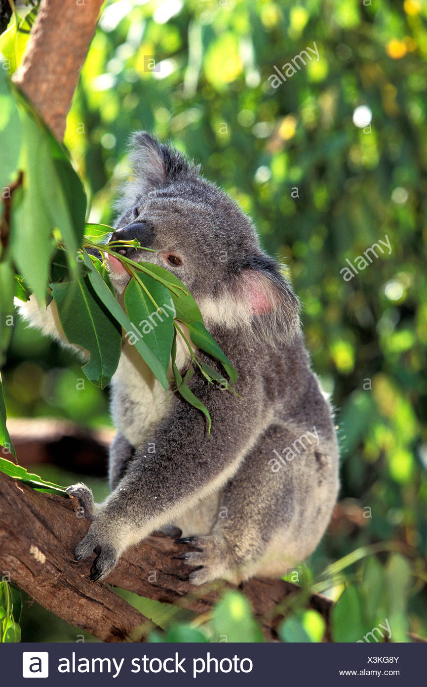 Koala Eucalyptus Tree Stock Photos & Koala Eucalyptus Tree Stock Images ...