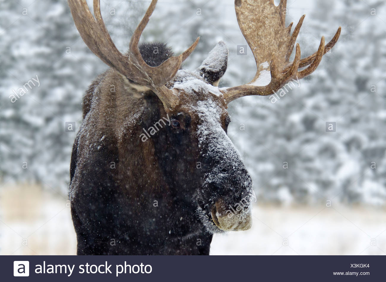 Alces Alces Canada High Resolution Stock Photography and Images - Alamy