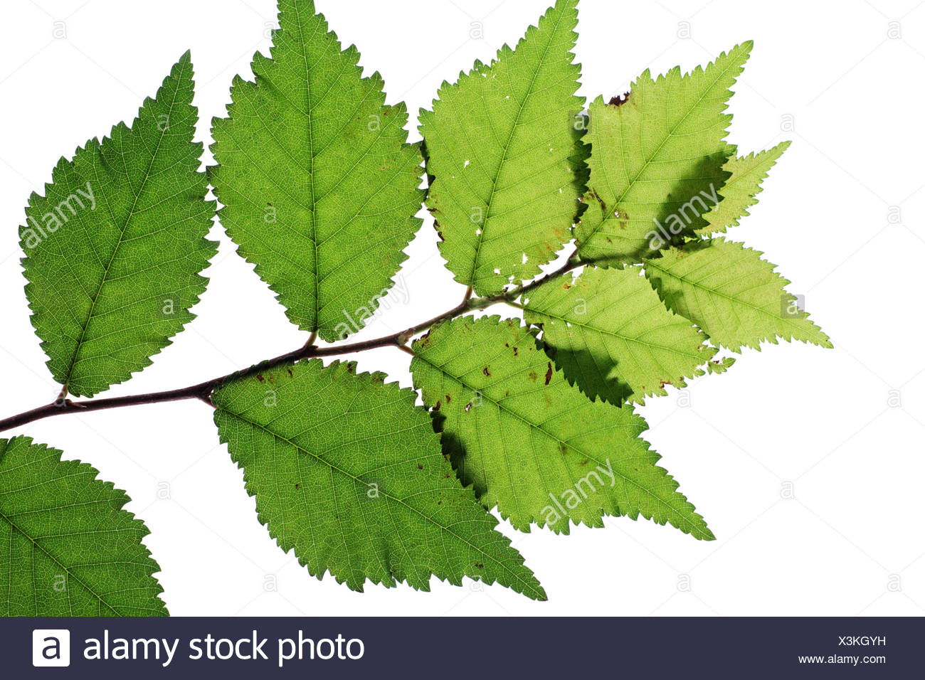English Elm Stock Photos & English Elm Stock Images - Alamy
